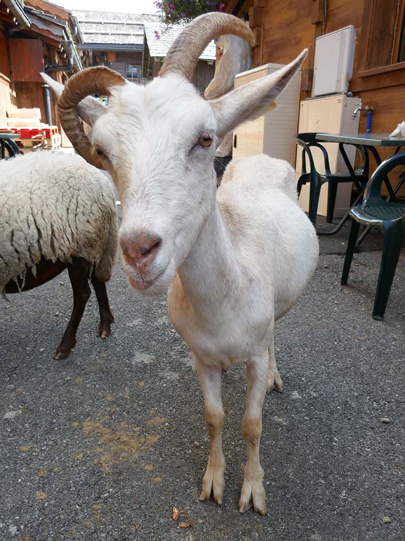 Le village des chèvres aux Lindarets, une balade amusante en famille ...